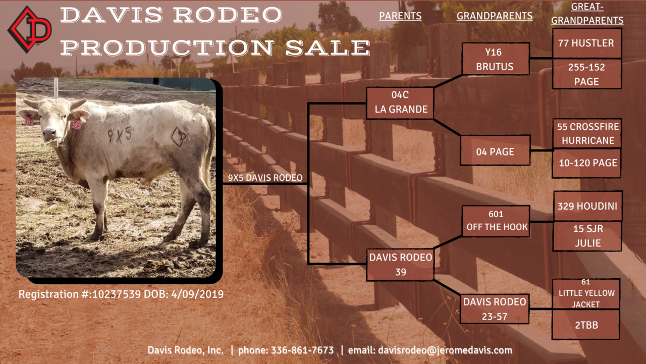 Bulls For Sale | Jerome Davis