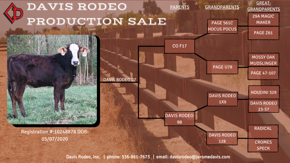 Bulls For Sale | Jerome Davis