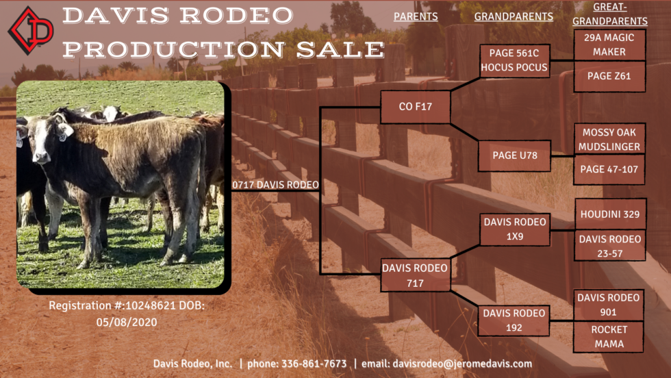 Bulls For Sale | Jerome Davis