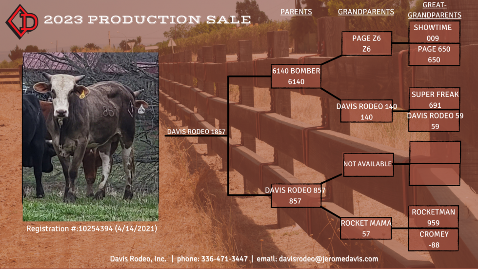 Bulls For Sale | Jerome Davis