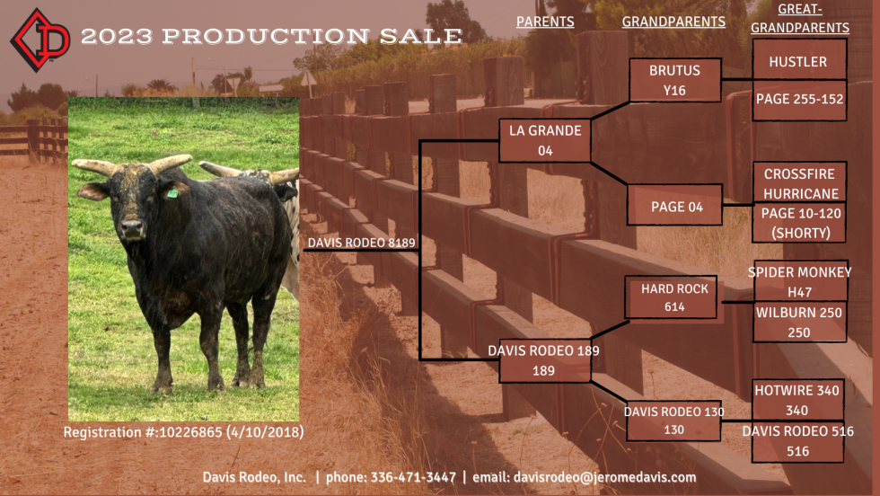 Bulls For Sale | Jerome Davis